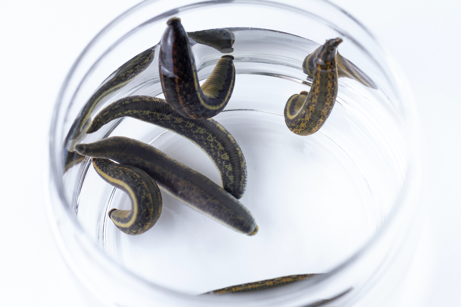 Leeches (Hirudo medicinalis and verbana) - Medicinal Leeches - Euro-BION